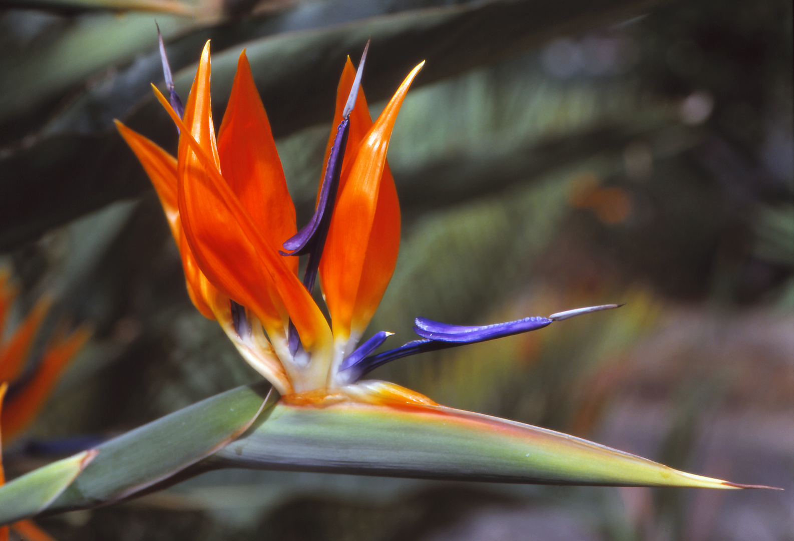 Strelitzia Foto & Bild | blumen & blüten, natur, europa Bilder auf ...
