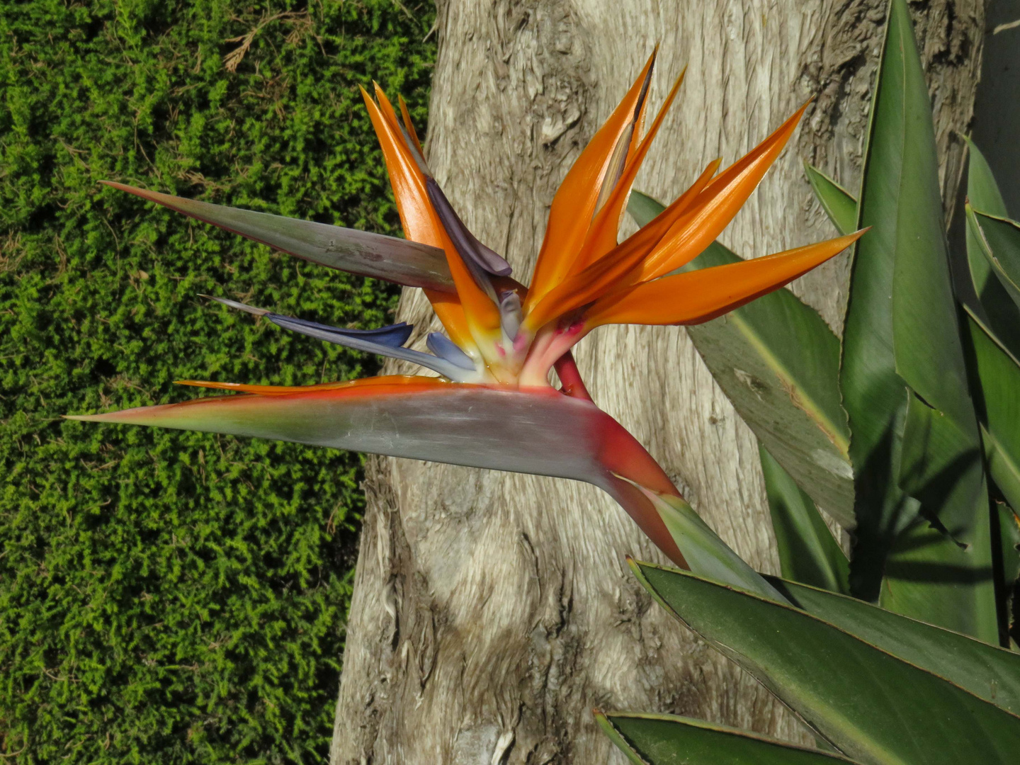 Strelitzie Foto & Bild | natur Bilder auf fotocommunity