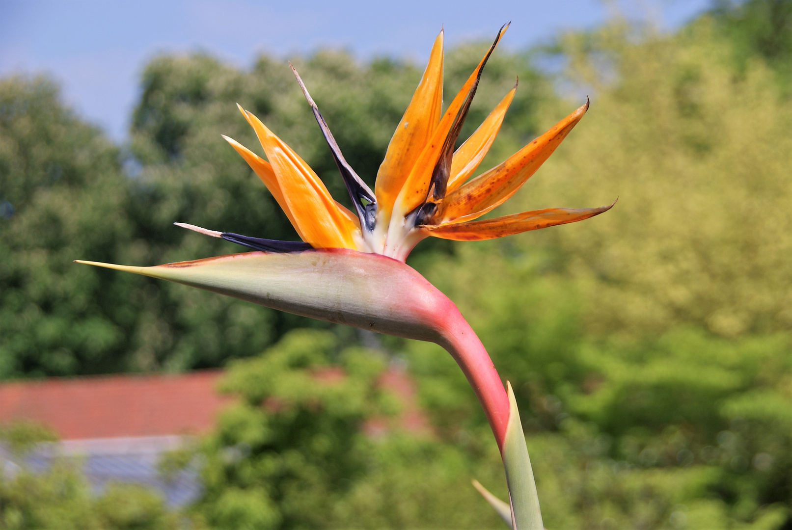 Strelitzie Foto & Bild | natur, pflanzen, blüten Bilder auf fotocommunity