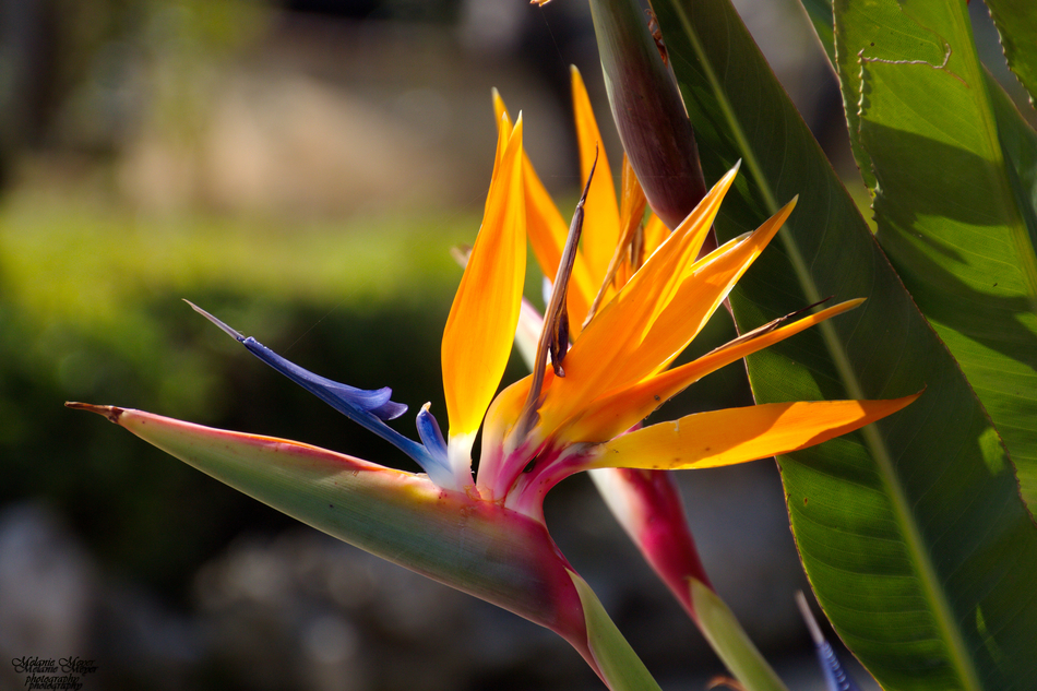 Strelitzie Foto & Bild | türkei , natur, blume Bilder auf fotocommunity