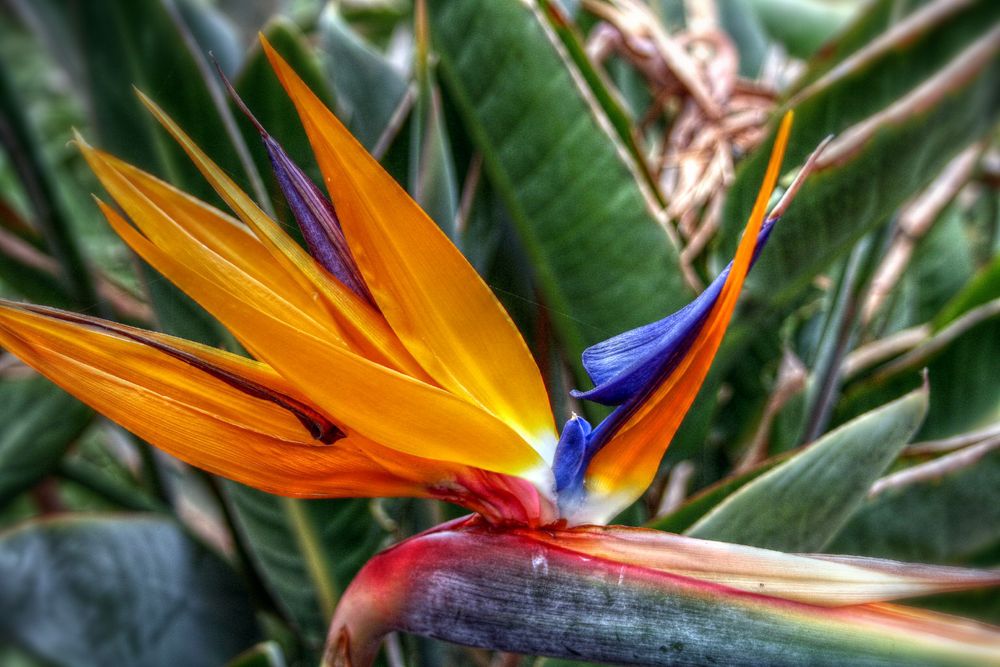 Strelitzie Foto & Bild | archiv, flower power , archiv 2011 - 2012 ...