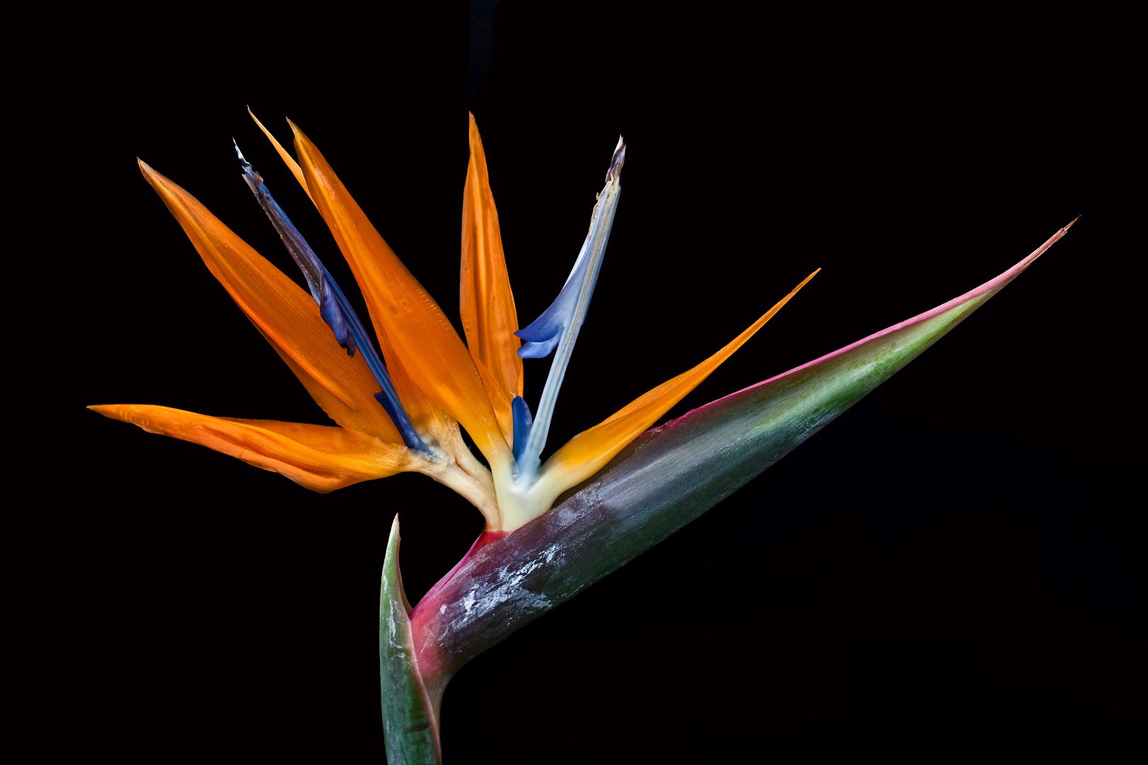 Strelitzie Foto & Bild | makro, natur, pflanzen Bilder auf fotocommunity