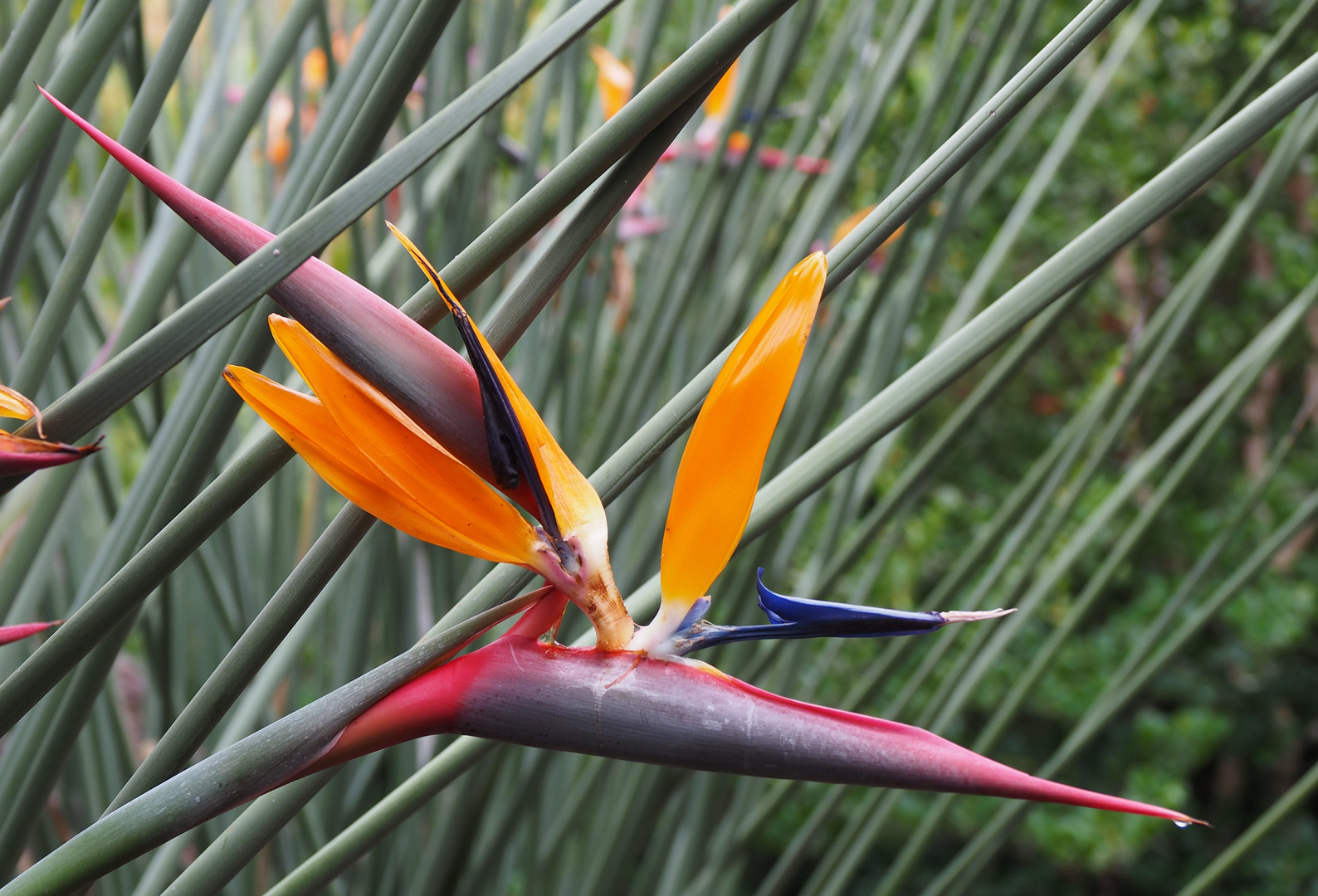 Strelitzie Foto & Bild | europe, canary islands die kanaren, spain ...