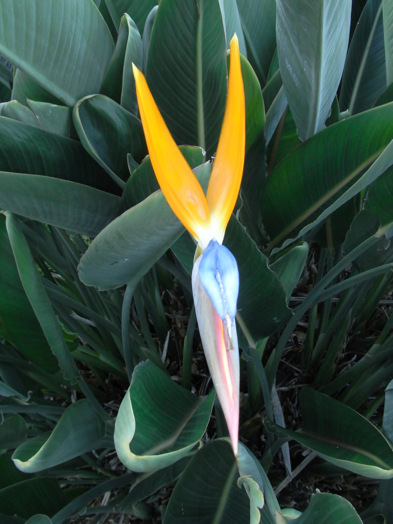 Strelitzie Foto & Bild | natur Bilder auf fotocommunity