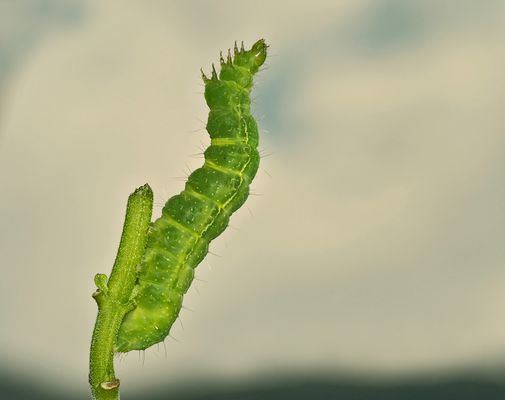 Eier und Raupen Bilder & Fotos