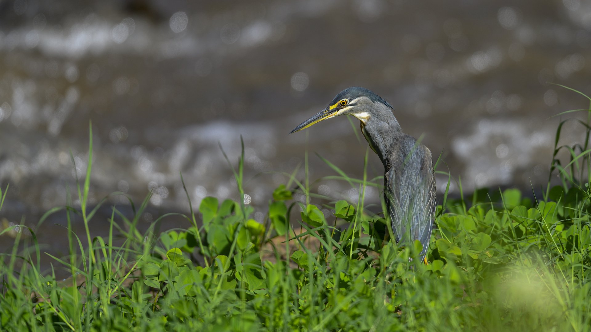 Striated Heron Foto & Bild | africa, eastern africa, tiere Bilder auf ...
