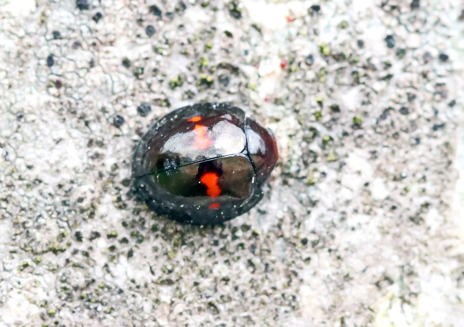 Strichfleckige Schildlaus-Marienkäfer Foto & Bild | natur, insekten ...