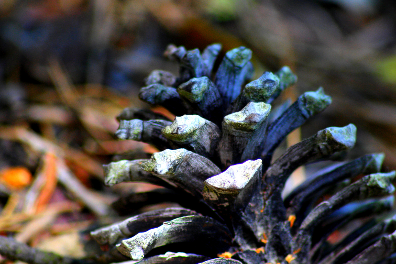 STROBILE... photo et image | macro nature, macro divers, nature Images ...