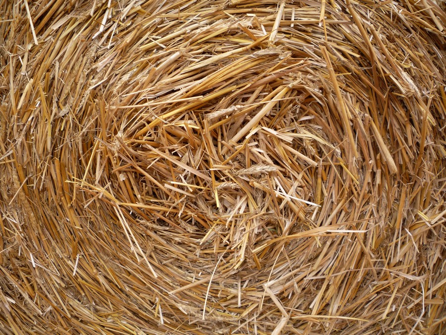 Stroh Foto & Bild | archiv projekte naturchannel, naturprojekte 2009 ...