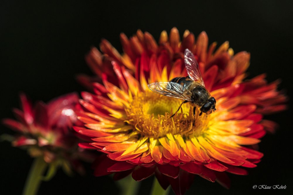 Strohblume - 14092001 Foto & Bild | pflanzen, pilze & flechten, blüten ...