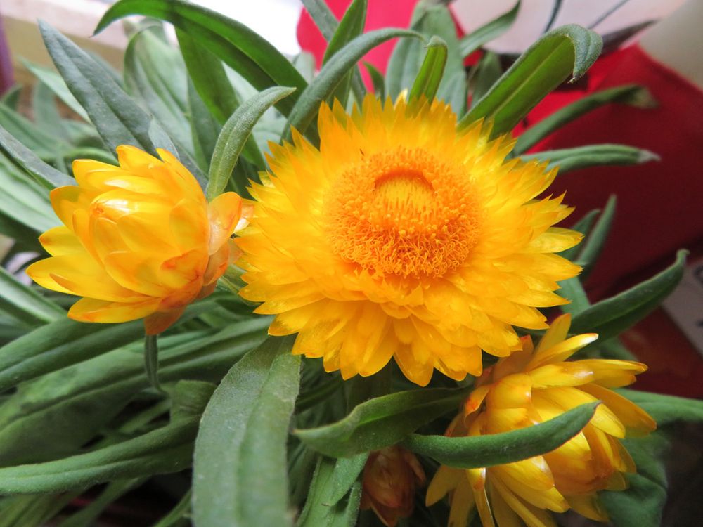 Strohblume Foto & Bild | pflanzen, samen, natur, pflanzen Bilder auf ...