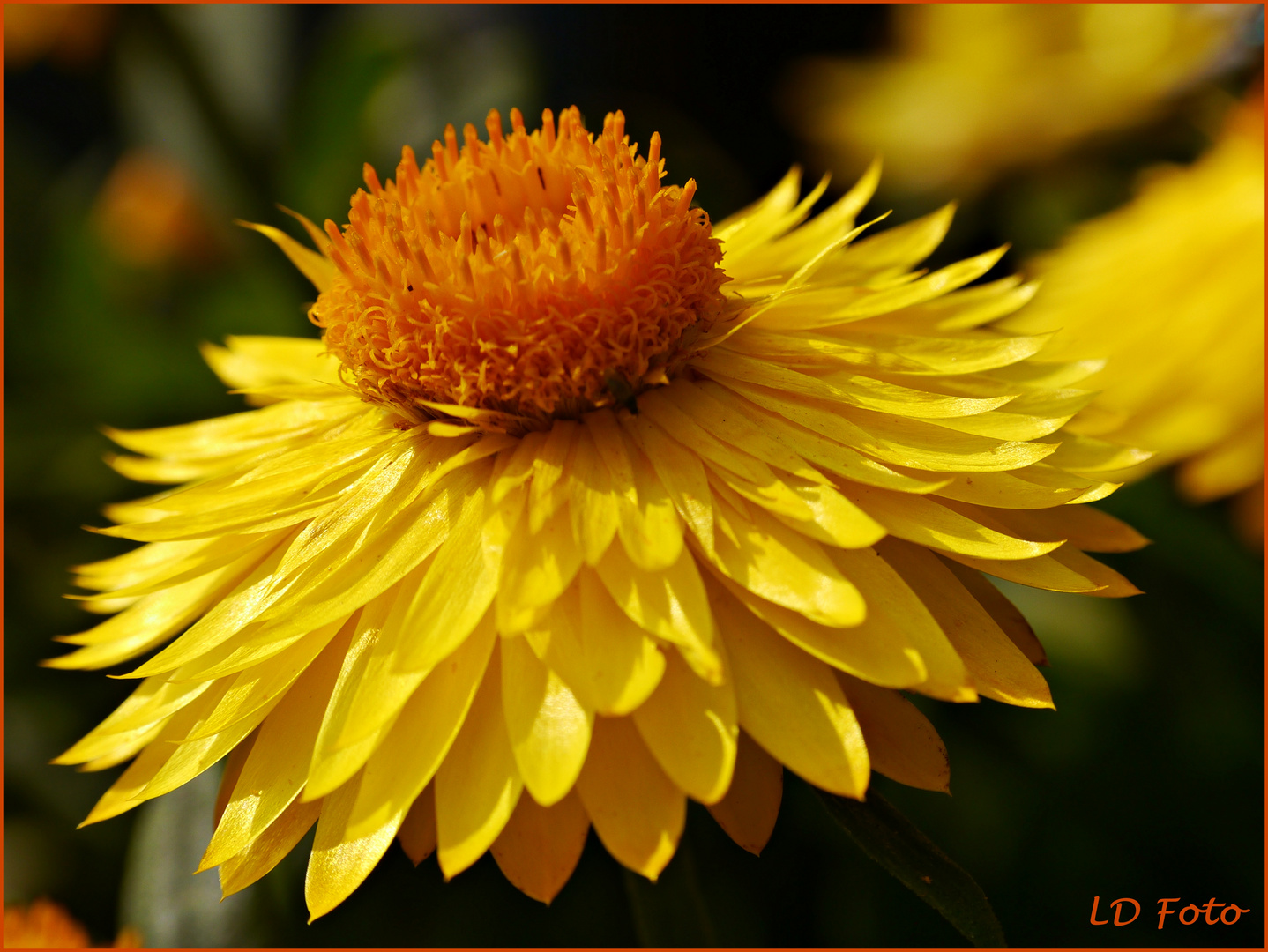 Strohblume gelb Foto & Bild | natur, pflanzen, blüten- & kleinpflanzen ...