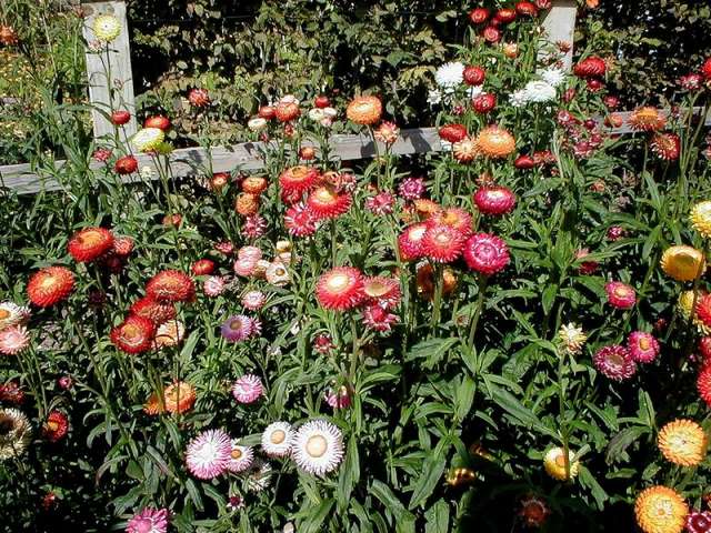 Strohblumen Foto & Bild | pflanzen, pilze & flechten, blüten ...