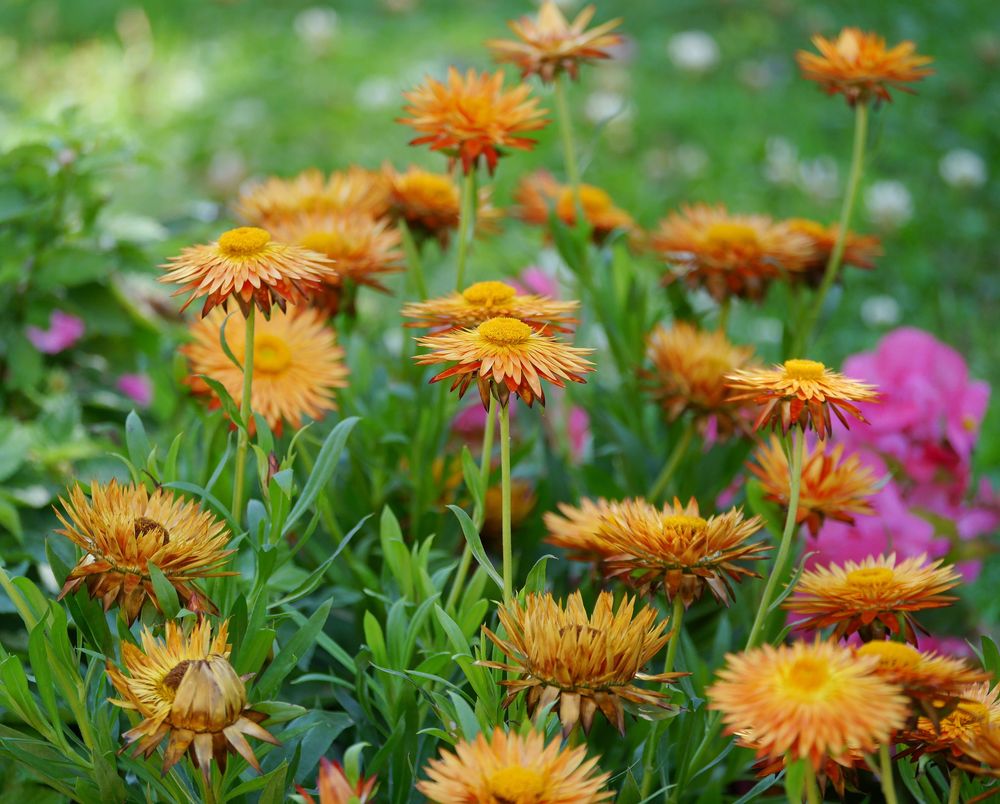 Strohblumen Foto & Bild | pflanzen, pilze & flechten, blüten ...