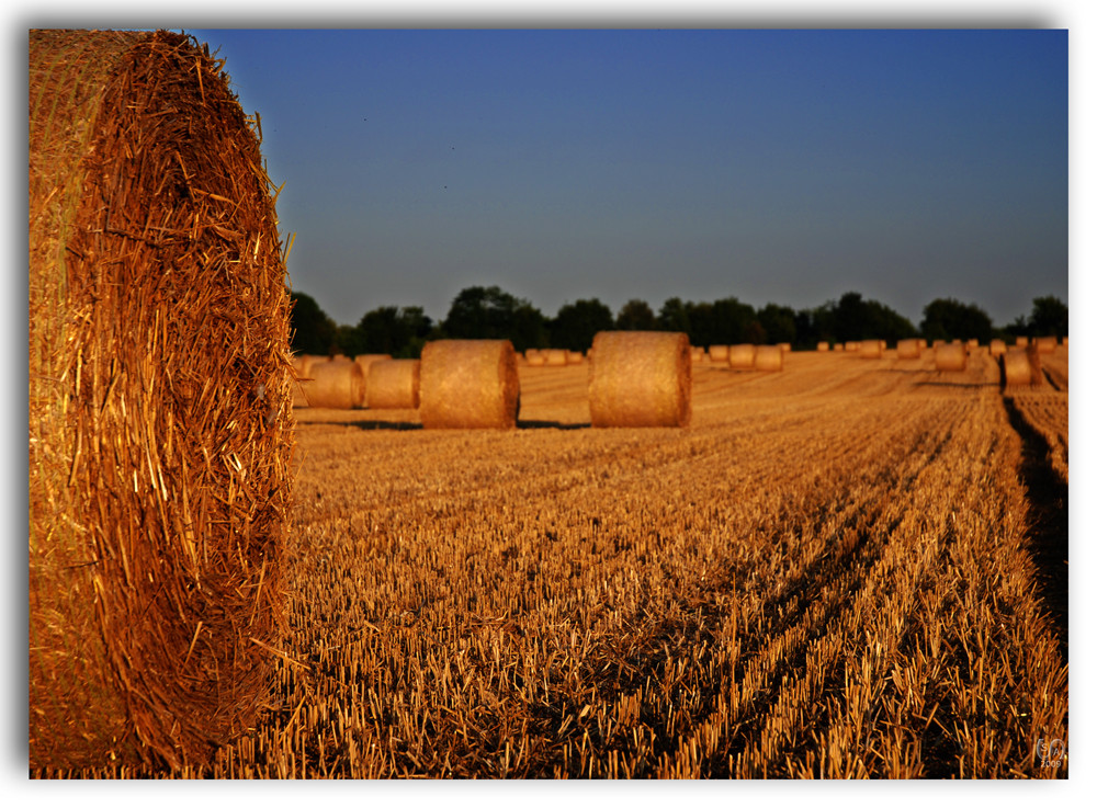 Strohrolle II Foto & Bild | archiv projekte naturchannel, naturprojekte ...