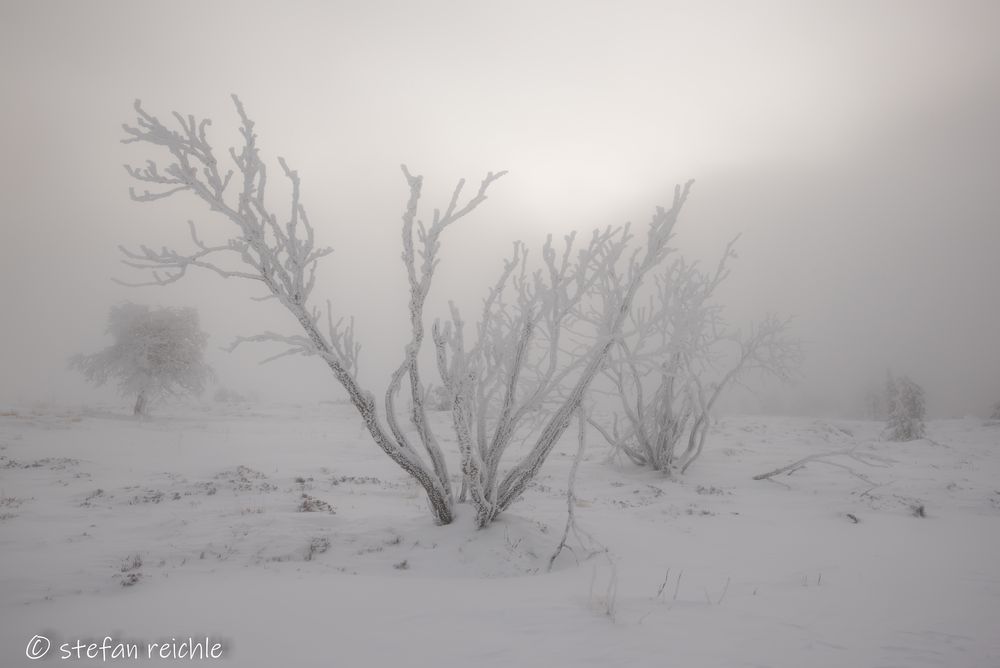 ** Strong Nature ** Foto & Bild | deutschland, europe, baden ...