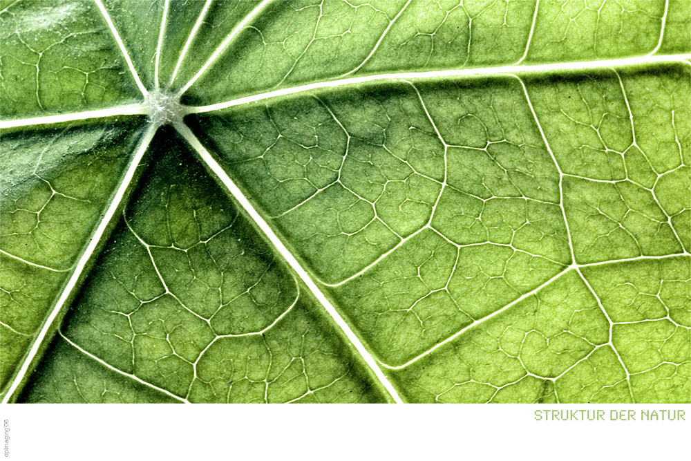 Struktur der Natur Foto & Bild | abstraktes, motive Bilder auf ...