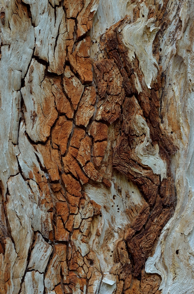 Strukturen Foto & Bild | natur-kreativ, wald, totholz Bilder auf ... Strukturen Foto & Bild | natur-kreativ, wald, totholz Bilder auf ...