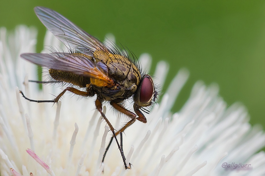 Stubenfliege Foto & Bild | tiere, natur Bilder auf fotocommunity