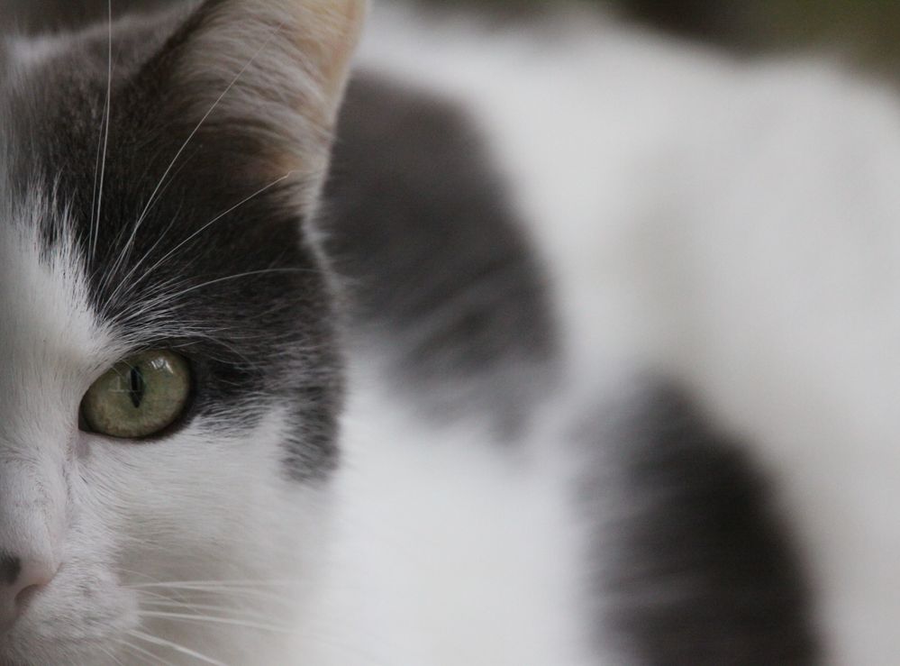 Stubentiger Foto & Bild | natur, katze, katzen Bilder auf fotocommunity