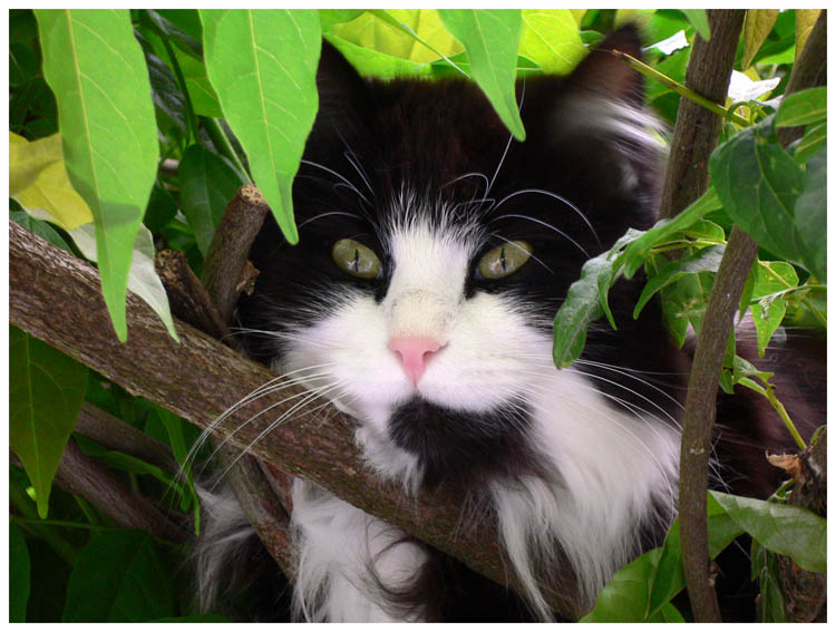 Stubentiger in freier Wildbahn Foto & Bild | tiere, haustiere, katzen ...