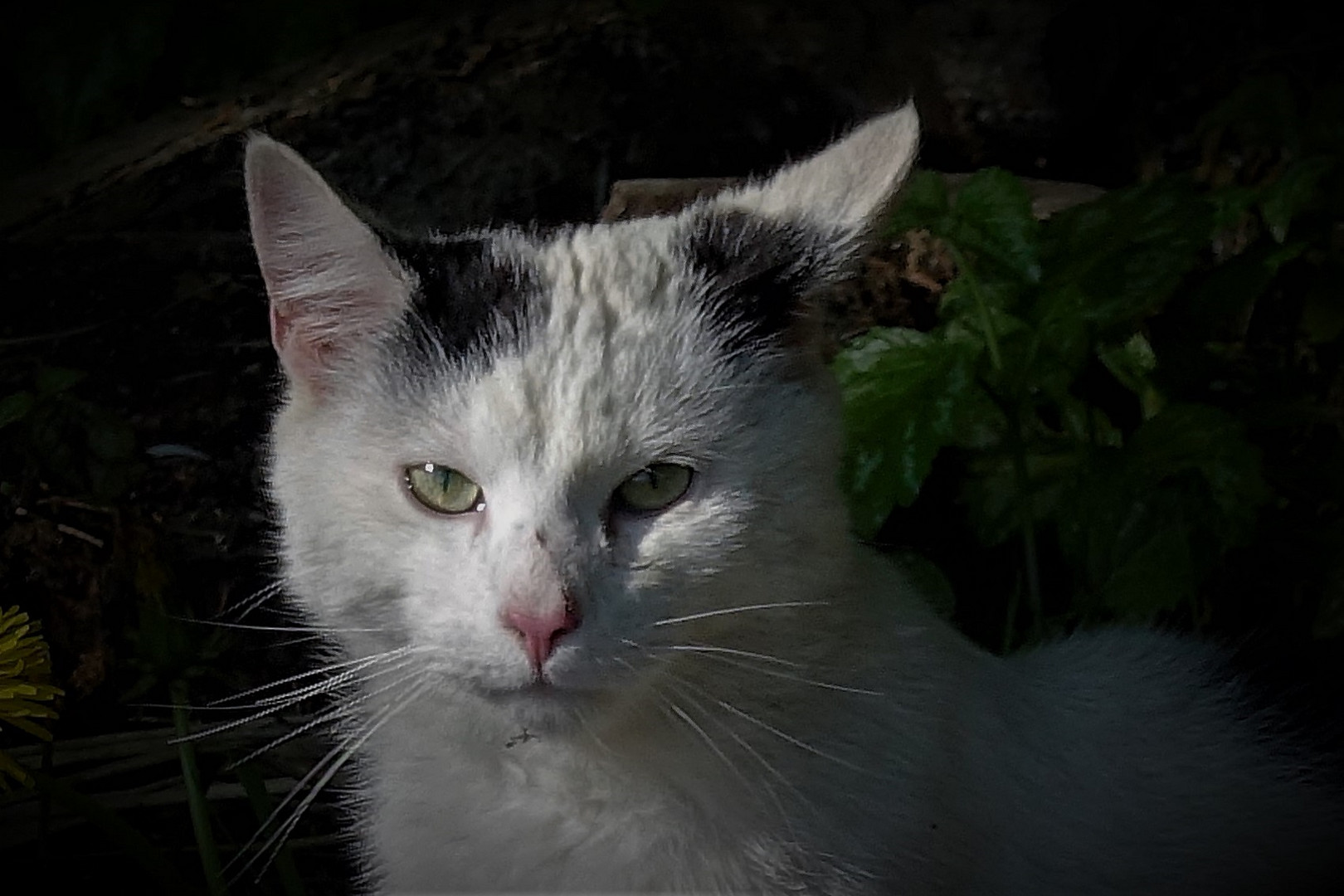 Stubentiger mit Ausgang Foto & Bild | tiere, projekte, tier und mensch ...