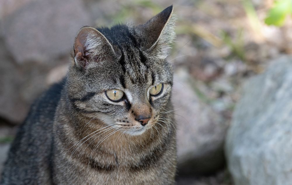 Stubentiger-Portrait Foto & Bild | natur, katzen, tiere Bilder auf ...