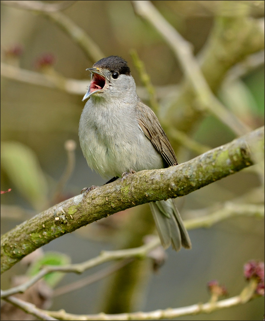 Stunde der Gartenvögel 1 Foto & Bild | tiere, wildlife, wild lebende ...