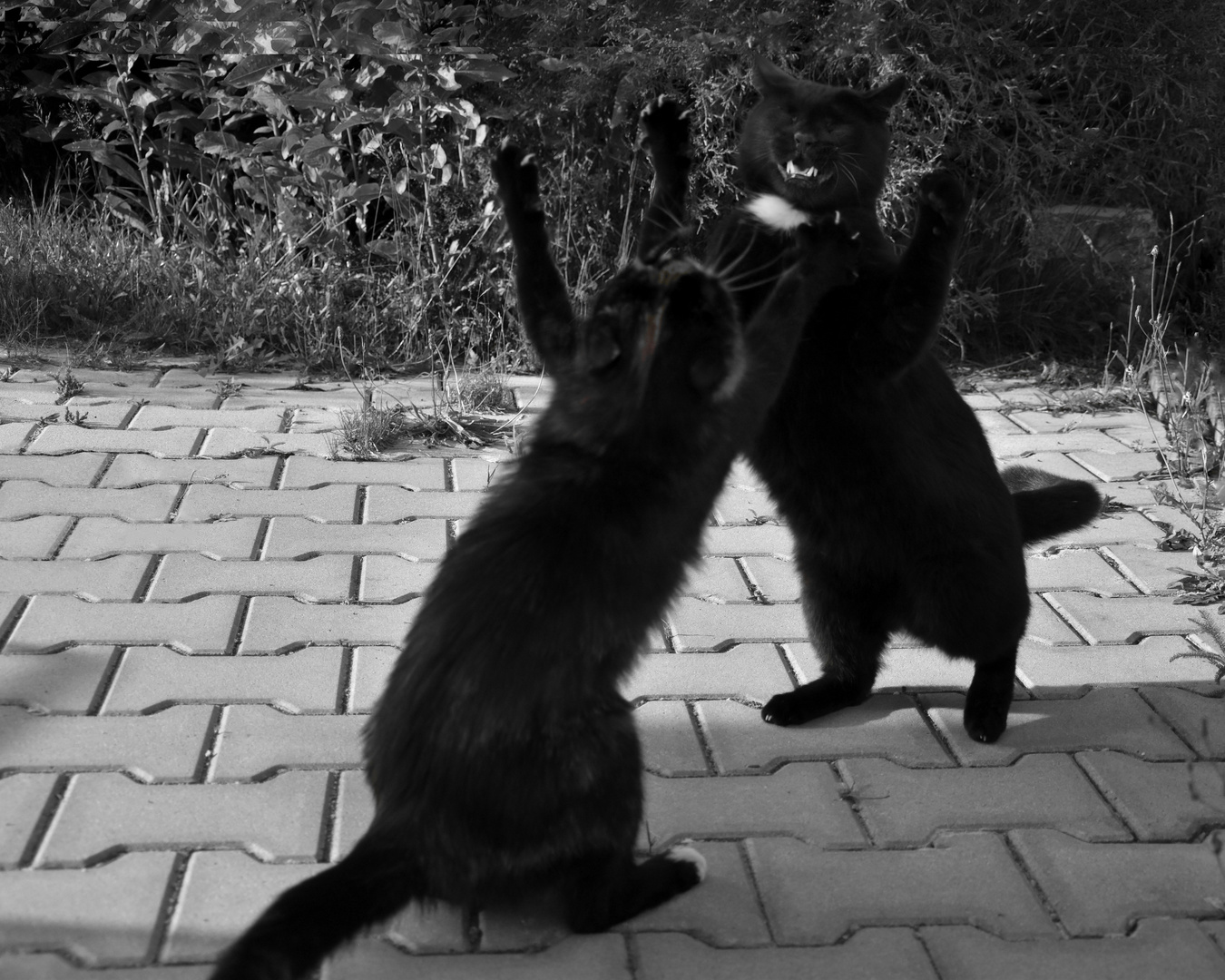 Stunt - cats Foto & Bild | sport, fotos, sw Bilder auf fotocommunity