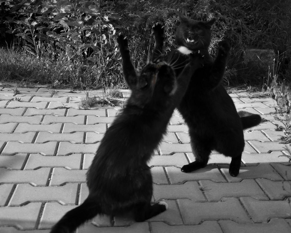 Stunt - cats Foto & Bild | sport, fotos, sw Bilder auf fotocommunity