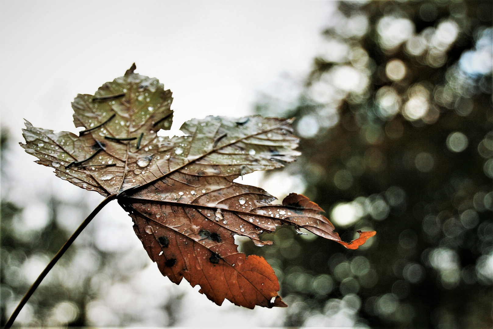 Sturm und Regen! Foto & Bild | natur-makros, jahreszeiten, herbst ... Sturm und Regen! Foto & Bild | natur-makros, jahreszeiten, herbst ...