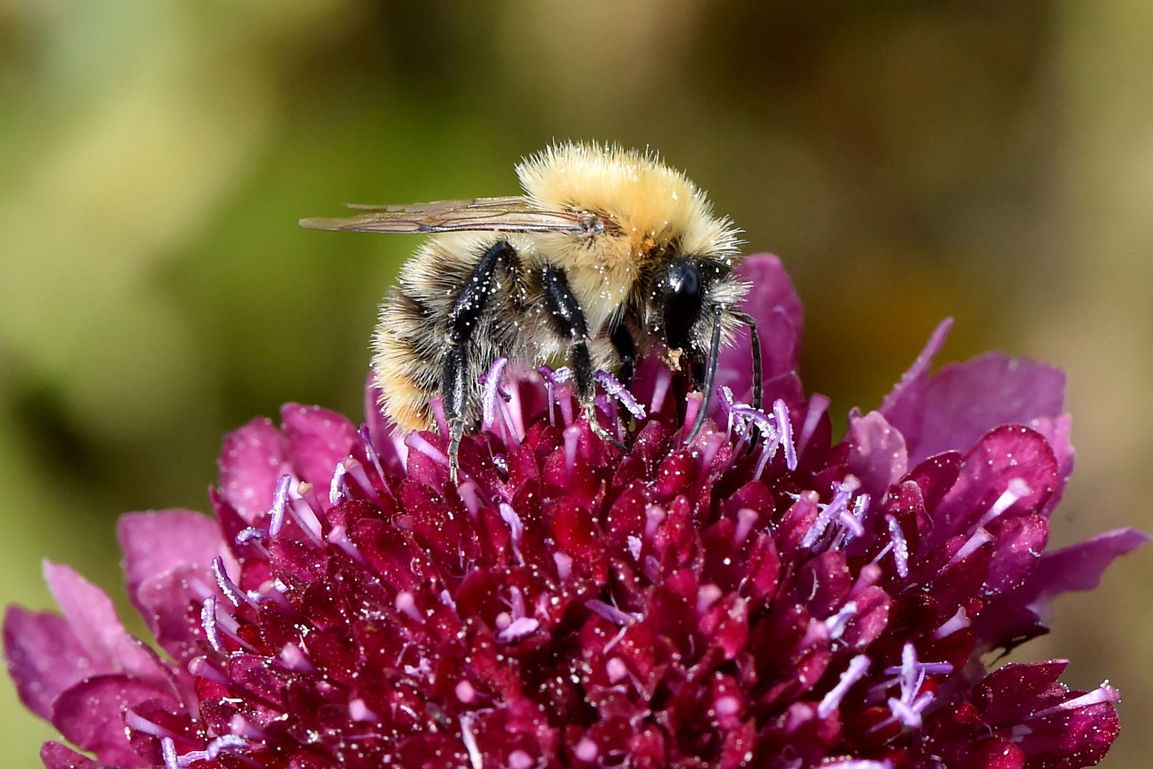 Sturmfrisur Foto & Bild | makro, natur, insekten Bilder auf fotocommunity