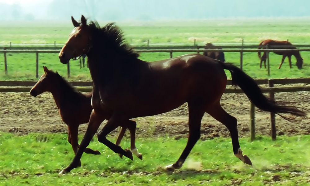 Stute mit Fohlen ... Foto & Bild | tiere, haustiere, jahreszeiten Bilder auf fotocommunity