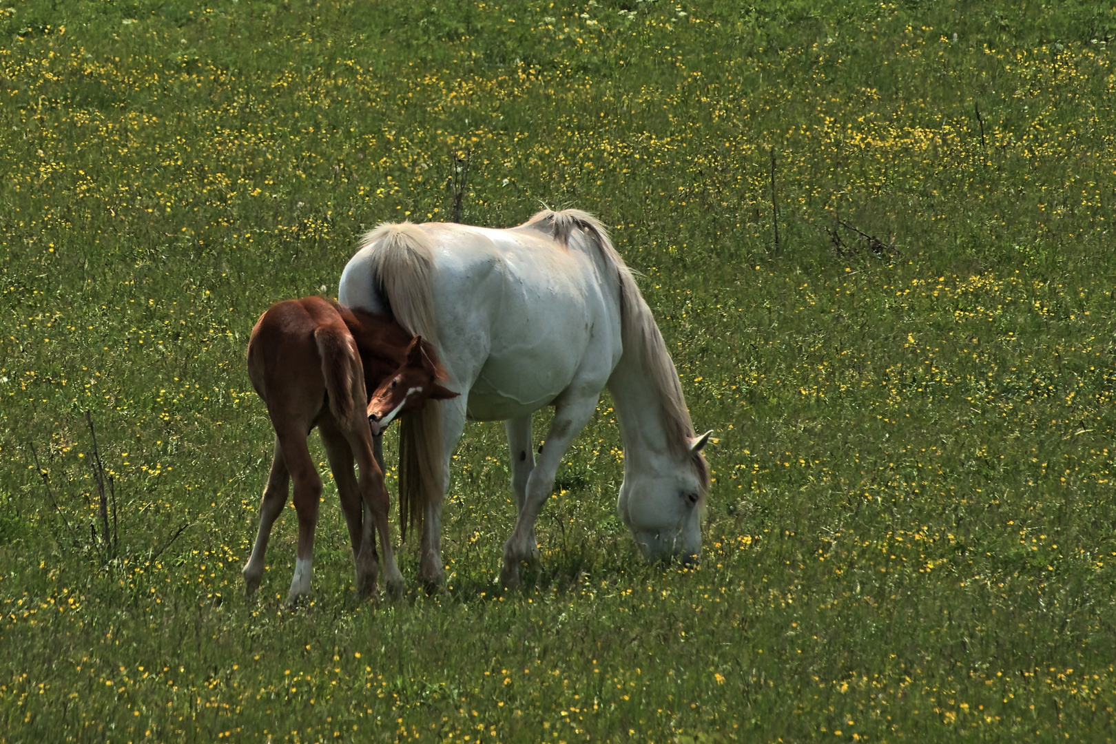 Stute mit Fohlen Foto & Bild | tiere, haustiere, landschaft Bilder auf fotocommunity