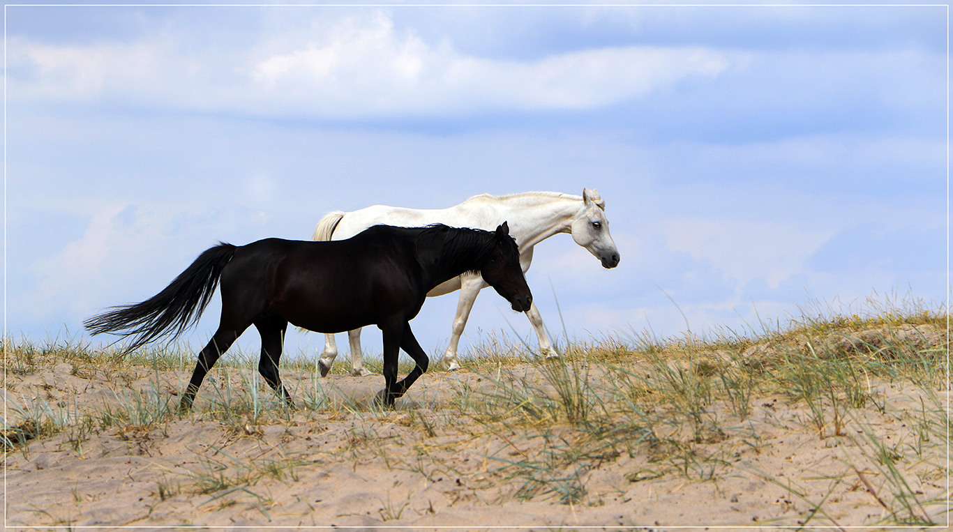 Stute und Hengst Foto & Bild | natur, landschaft, pferde Bilder auf ...