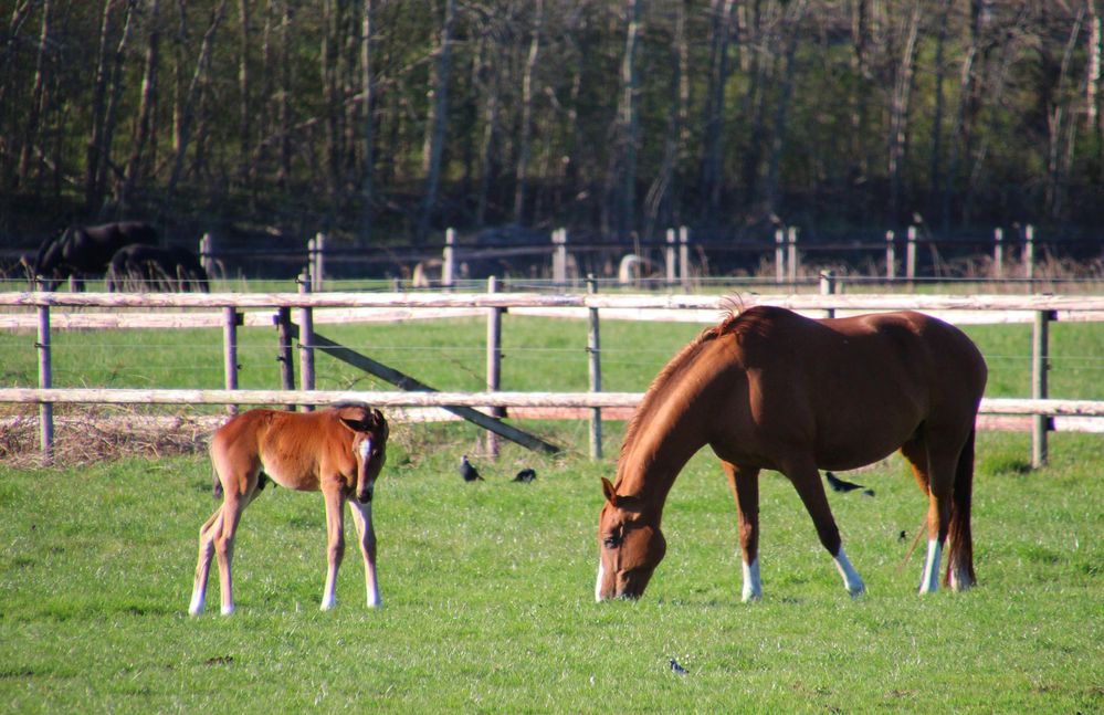 Stuten und Fohlen ..... Foto & Bild | world, dokumentation, outdoor ...