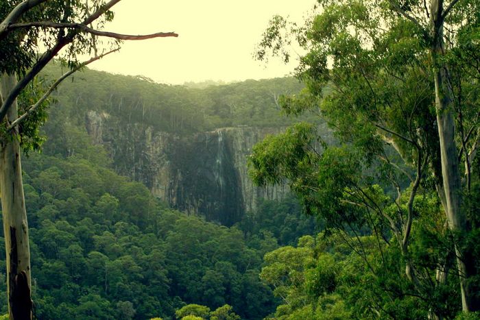 Subtropischer Regenwald in Australien Foto & Bild | landschaft, bach ...