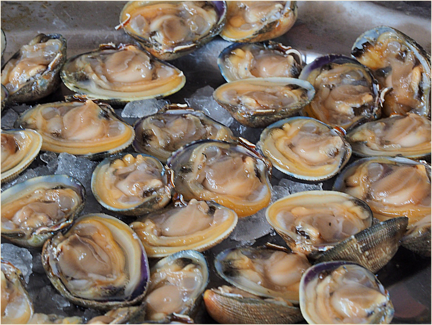 Succulentes palourdes... photo et image | natur, frankreich, muscheln ...