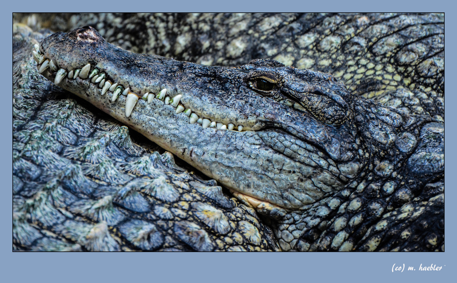 Suchbild Foto & Bild | tiere, zoo, wildpark & falknerei, natur Bilder ...