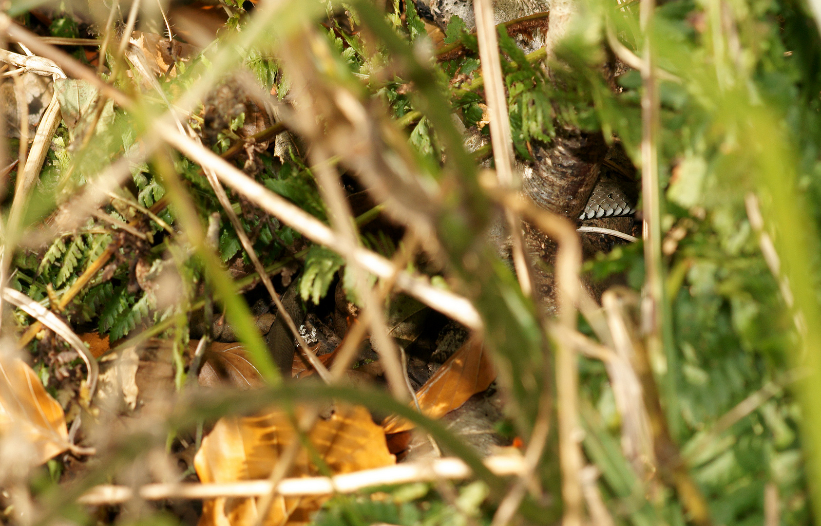 Suchbild Foto & Bild | tiere, wildlife, amphibien & reptilien Bilder ...