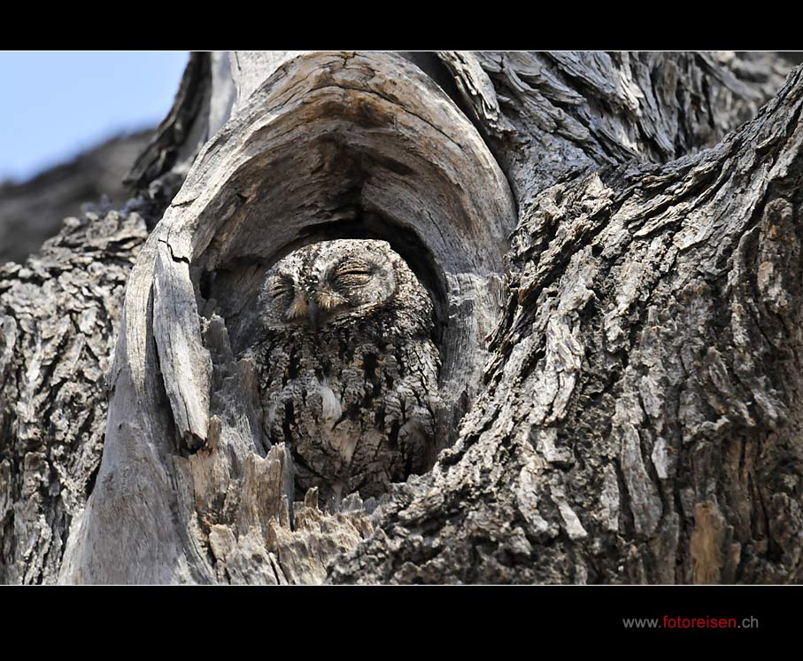 Suchbild Foto & Bild | tiere, wildlife, wild lebende vögel Bilder auf ...