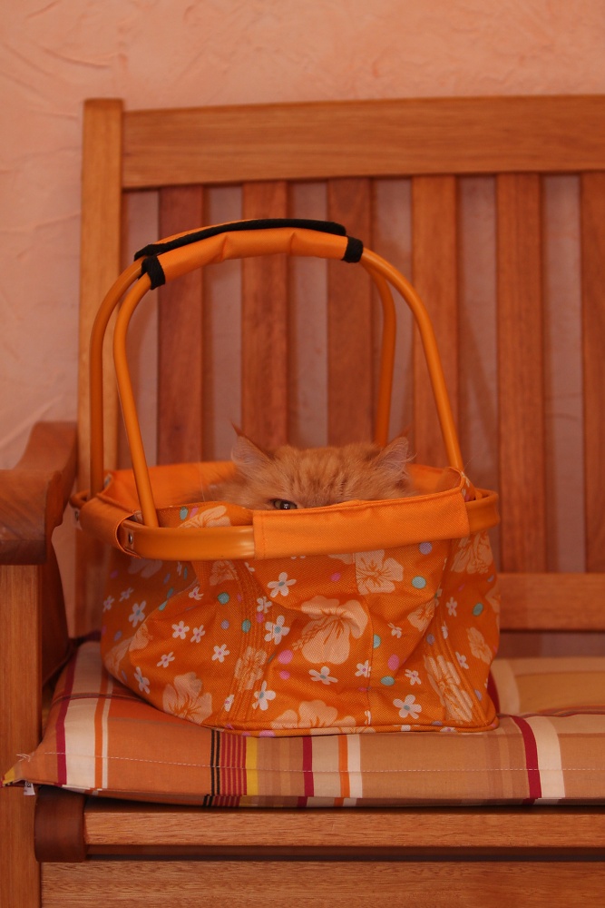 Suchbild Foto & Bild | tiere, haustiere, katzen Bilder auf fotocommunity