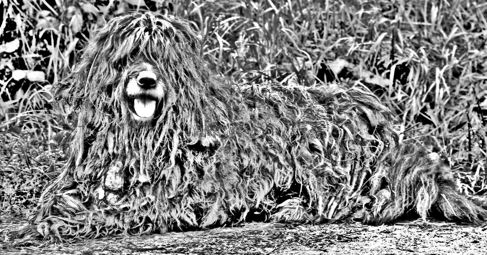 Suchbild :)) Foto & Bild | tiere, haustiere, hunde Bilder auf fotocommunity