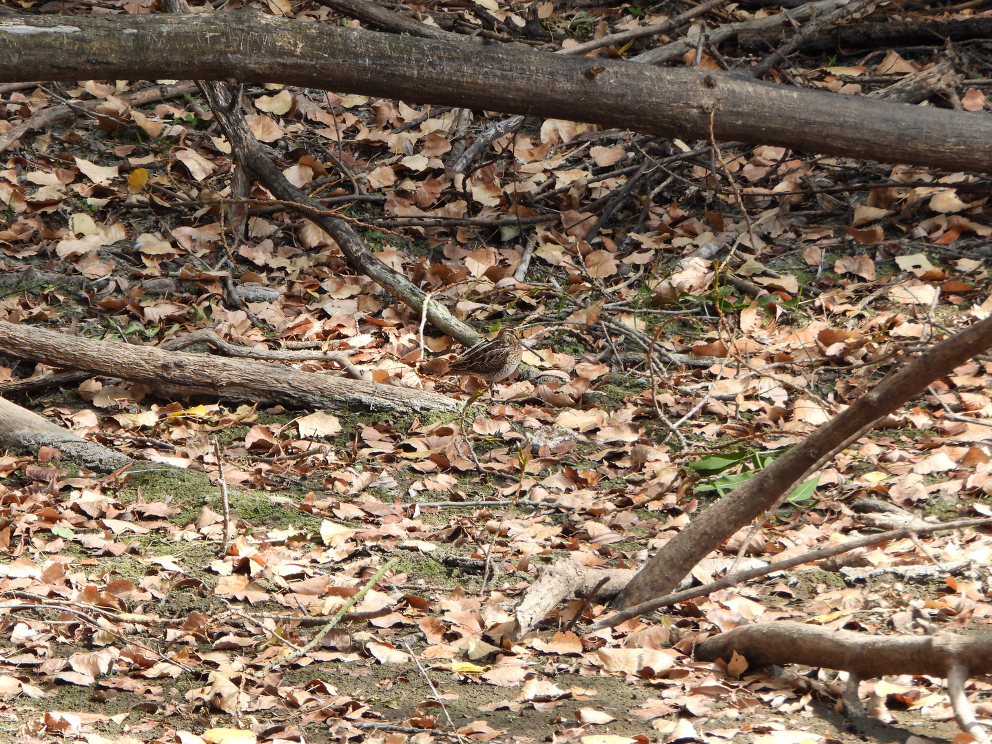 Suchbild !? Foto & Bild | tiere, wildlife, wild lebende vögel Bilder ...