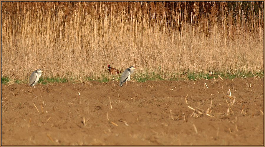 Suchbild Foto & Bild | tiere, wildlife, wild lebende vögel Bilder auf ...