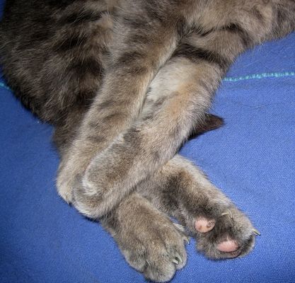 Katzen, Katzenbilder, Katzenfotos