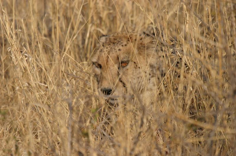 suchbild Foto & Bild | tiere, wildlife, säugetiere Bilder auf fotocommunity
