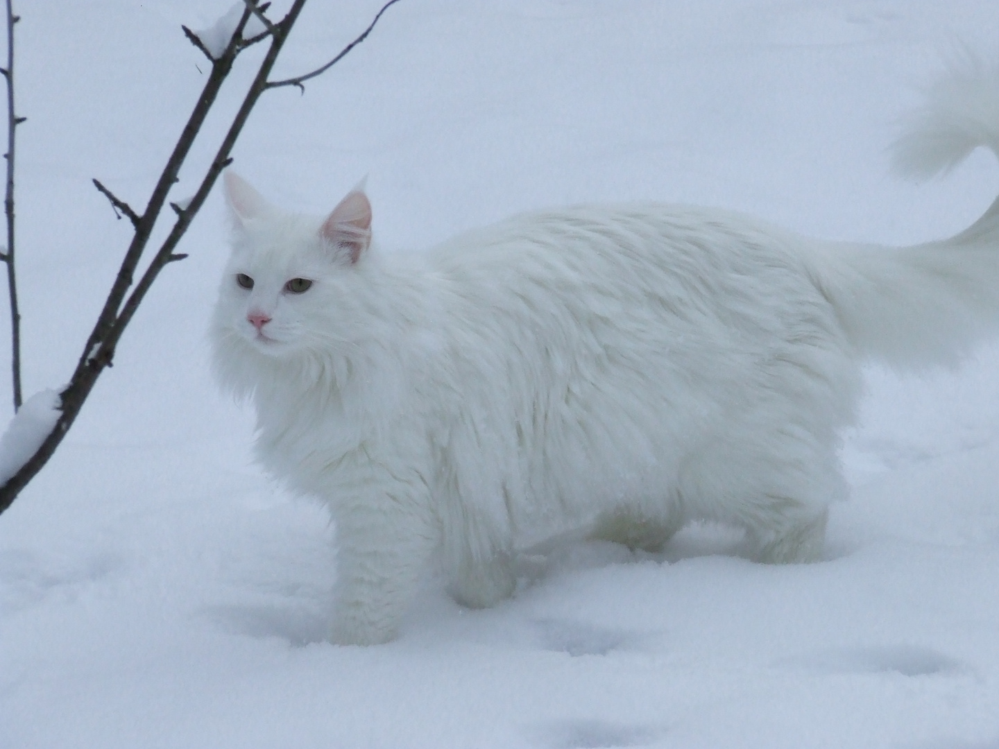 Suchbild Foto & Bild | tiere, haustiere, katzen Bilder auf fotocommunity