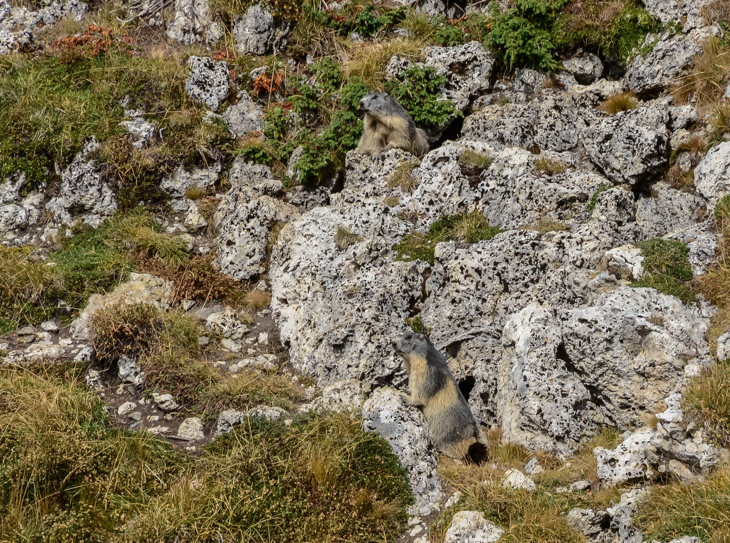 Suchbild Foto & Bild | world, frankreich tiere Bilder auf fotocommunity
