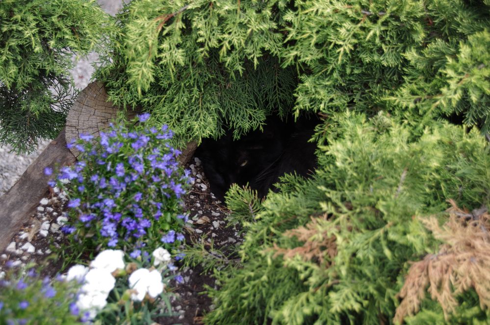 Suchbild Foto & Bild | tiere, haustiere, katzen Bilder auf fotocommunity